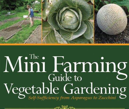 Mini Agriculture Guide for Vegetable Gardening