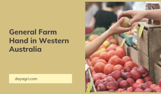 General Farm Hand in Western Australia