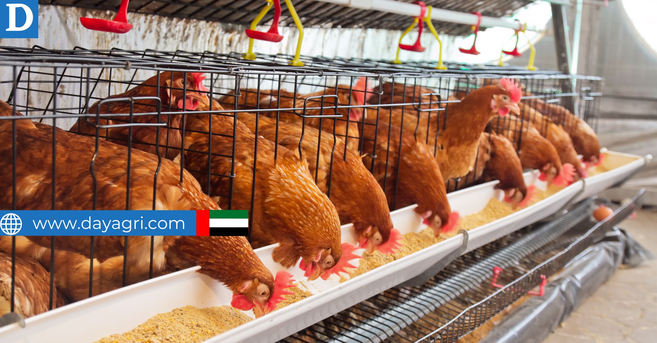 Dubai Poultry Farm Job – Visa, Accommodation & More!